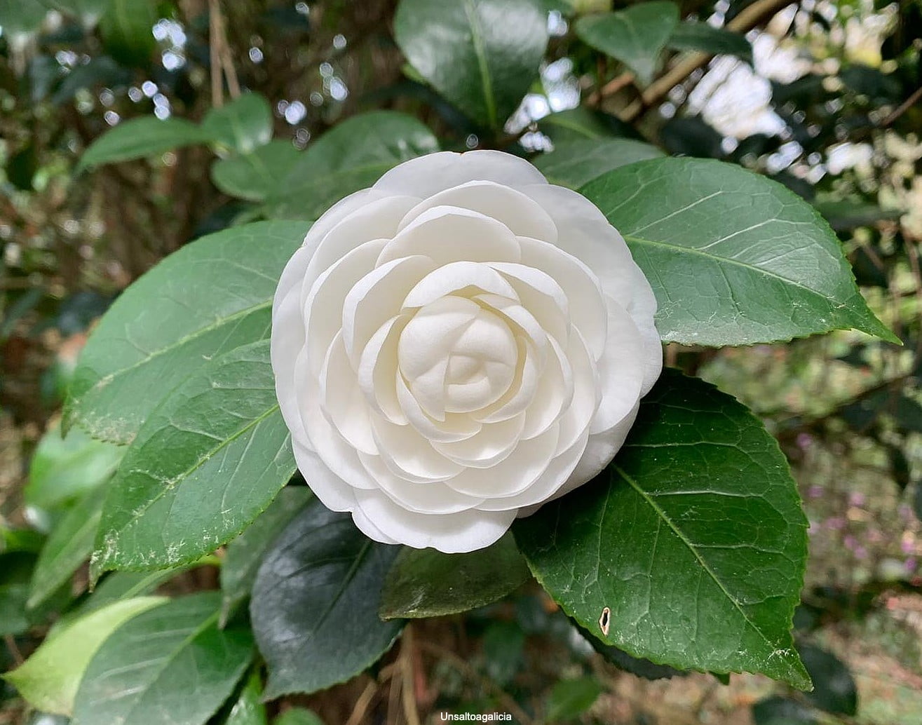 La Ruta de la Camelia por los jardines mas bellos de Galicia (2025)